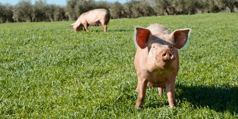 A Guide to Feeding Animals On Your Farm | Chelsea Green Publishing
