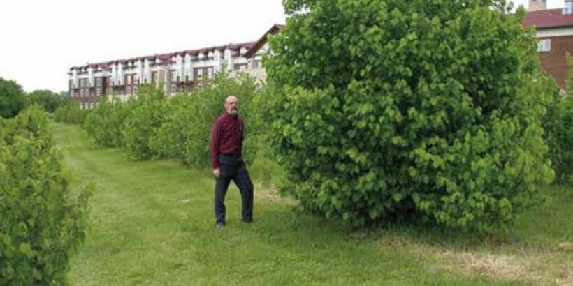 Hybrid Hazelnuts – A New Resilient Crop for a Changing Climate