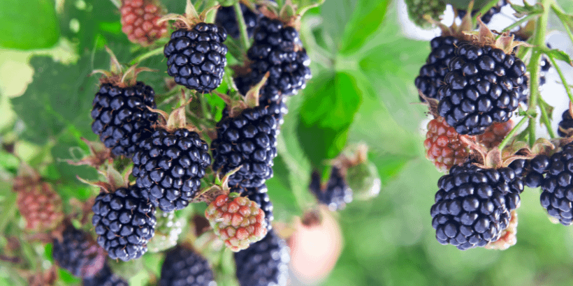 Fruit-Infused Vinegars: Blueberries and Blackberries