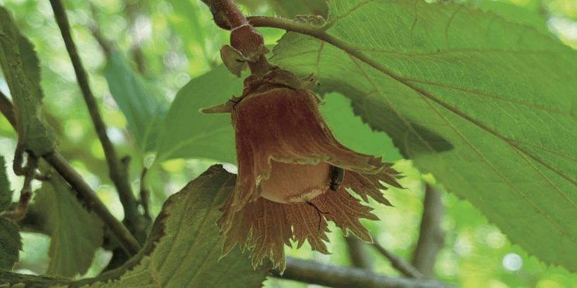 A Guide to Harvesting Hazelnuts: The Hearty Hazelnut