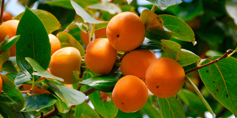 The Promising Persimmon: How to Make Persimmon Vinegar