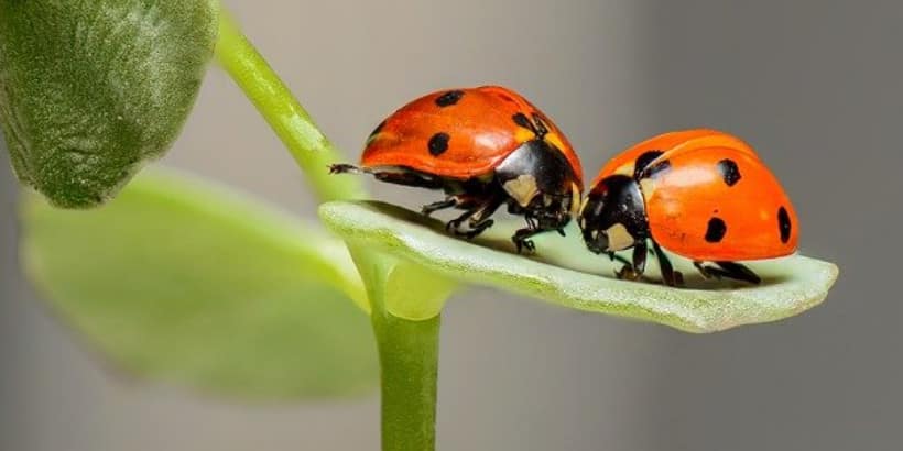 Why We Need to Love Insects: For the Love of Bugs