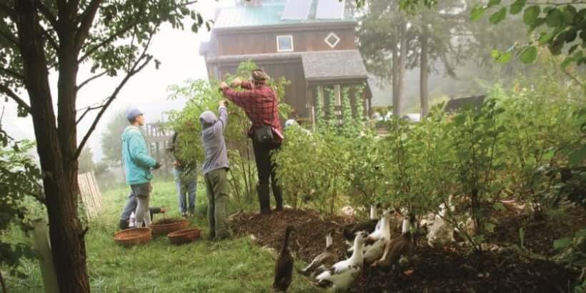 Resilient Living: 12 Must Have Books | Chelsea Green Publishing