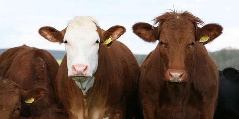 Defending Bovines, Butter, and Beef | Chelsea Green Publishing