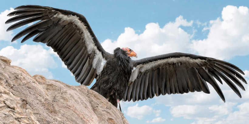An Endangered Scavenger: Searching for the California Condor