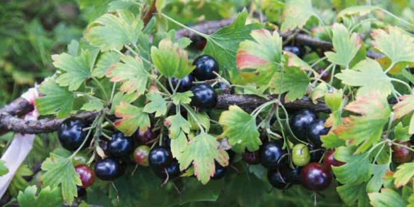 The Captivating Currant: Growing & Pruning