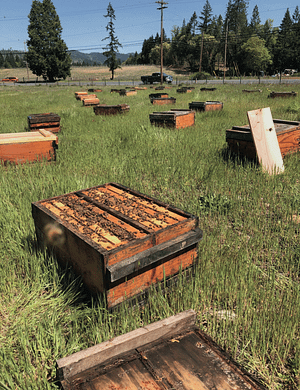 Natural Queen Bee Rearing: Make Way For the Queen!