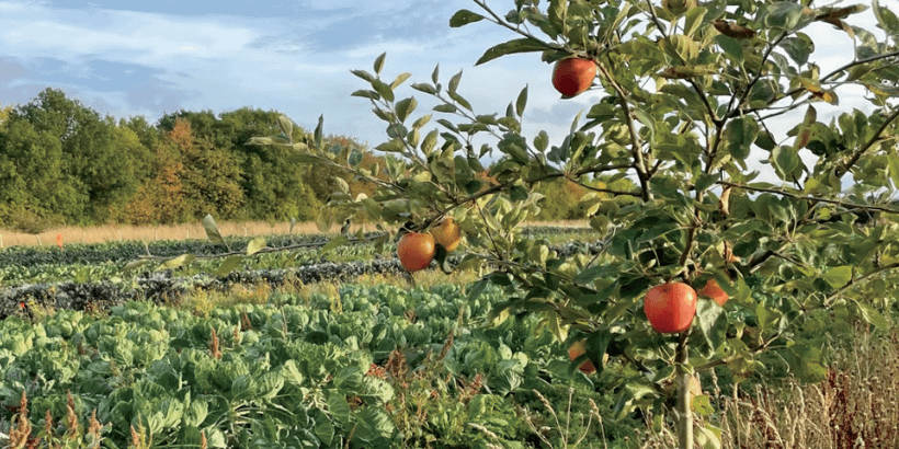 Embracing Sustainable Food Production: Integrating Trees & Crops