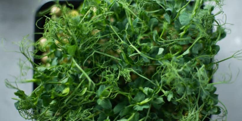 Sprout Today, Eat Healthy Tomorrow | Chelsea Green Publishing