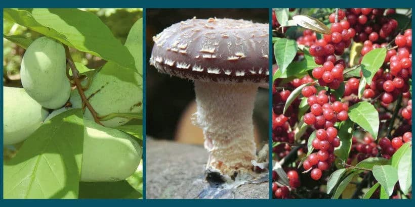 Farm the Woods: Grow Food and Medicinals in Forests