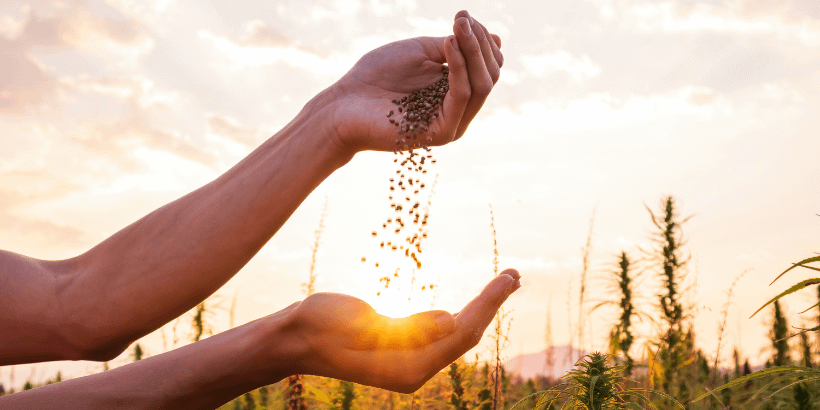 The Seed Sovereignty Movement: Reclaiming the Seed