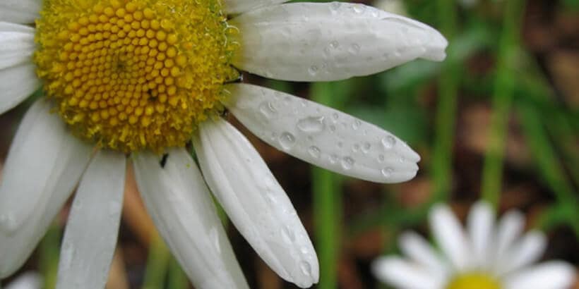 Oxeye Daisy: A Plant for the Pollinators
