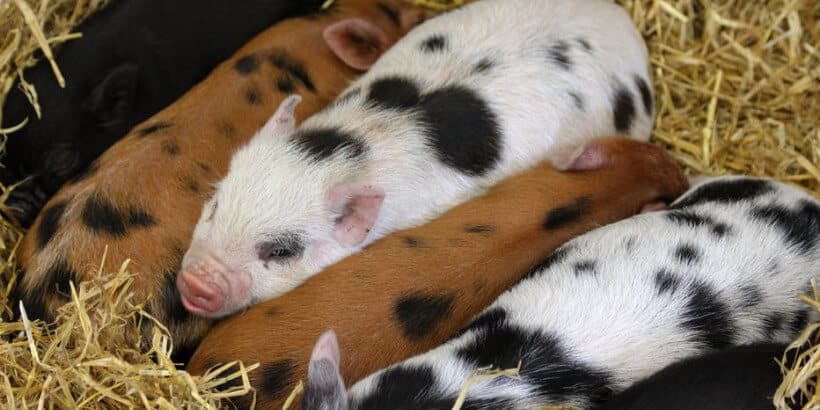 Getting Started Raising Pigs: Raising Piglets and Piglet Management ...