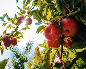 The Apple: America’s Fruit | Chelsea Green Publishing
