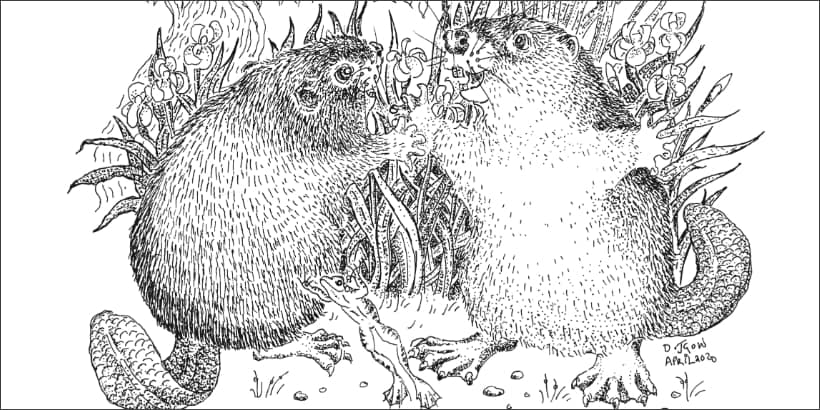 The Dramatic History of Bringing Beavers Back to Britain