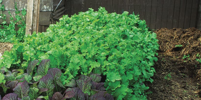 How to Grow and Store the 5 Crops You Need to Survive