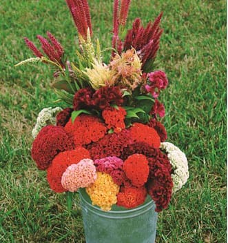 Becoming a Flower Farmer | Chelsea Green Publishing