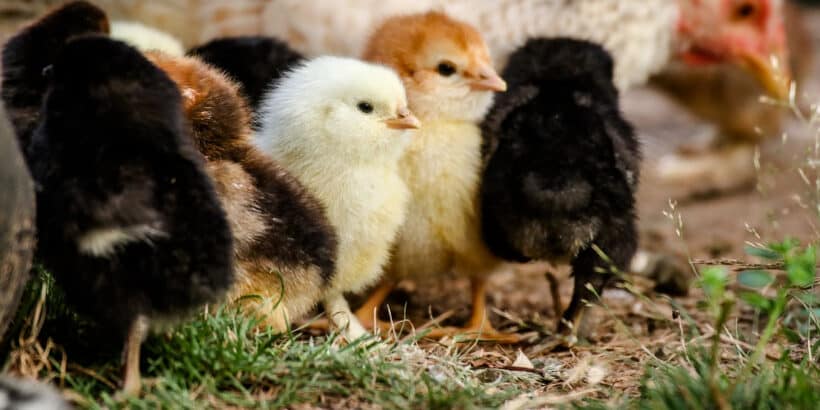 A Checklist for Broiler Chicks | Chelsea Green Publishing