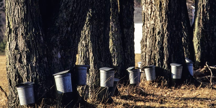 Maple Syrup 101: Spouts, Tapping, and Trees